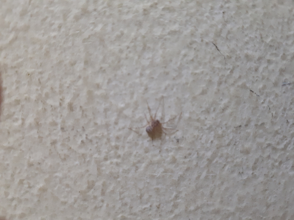 Common Spitting Spider from 1060 Vienna, Austria on August 21, 2022 at ...