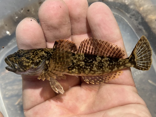 Cottus hubbsi · NaturaLista Colombia