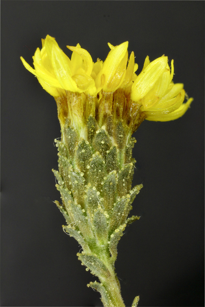 Lessingia pectinata tenuipes from Atascadero, CA 93422, USA on August ...