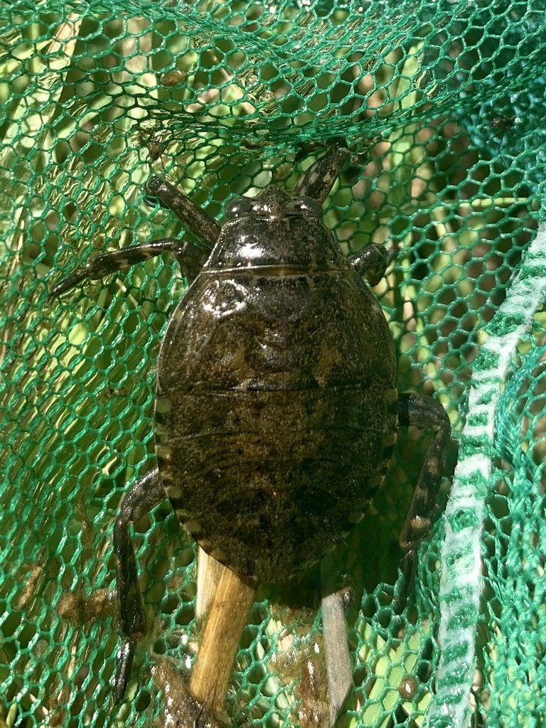 Abedus indentatus from Alum Rock Park, San Jose, CA, US on August 21 ...