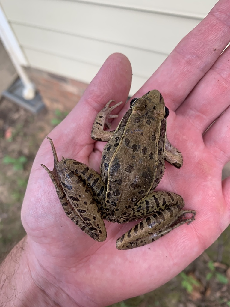 Southern Leopard Frog from Rockshire Dr, Charlotte, NC, US on August 21 ...