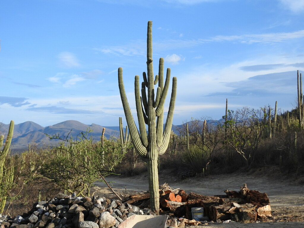 Cephalocereus tetetzo from Zapotitlán, Puebla, Mexico on August 17 ...