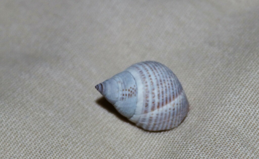 Marsh Periwinkle from Dare County, NC, USA on August 16, 2022 at 08:25 ...