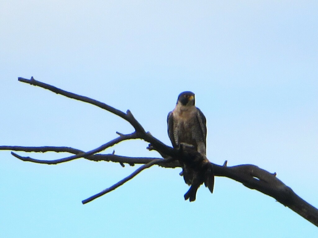 Peregrine Falcon from 12102 S Elk Creek Rd, Pine, CO 80470, USA on ...