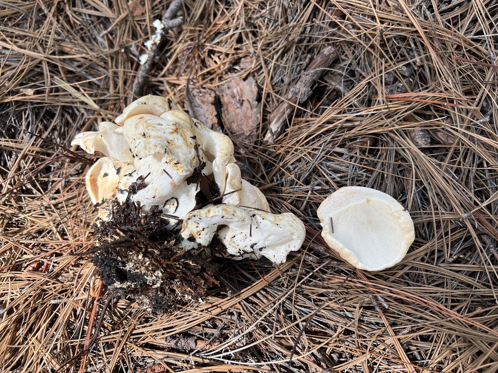 Sheep Polypore from Coronado National Forest, Tucson, AZ, US on August ...
