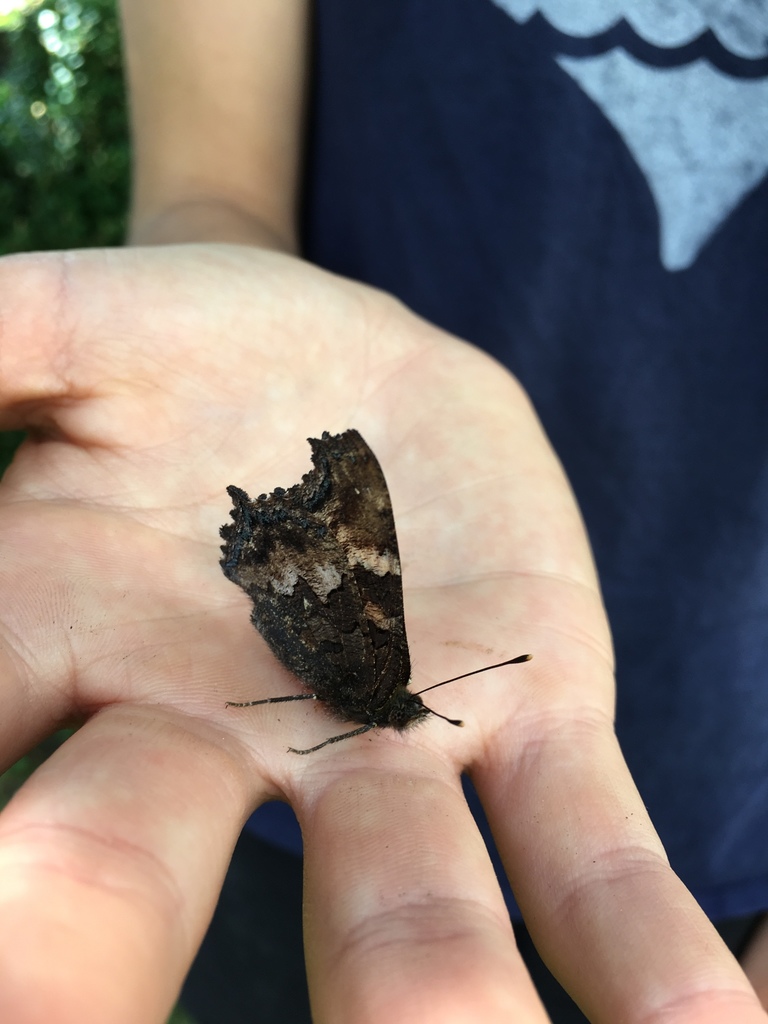 California Tortoiseshell from Balaclava Park, Vancouver, BC, CA on July ...