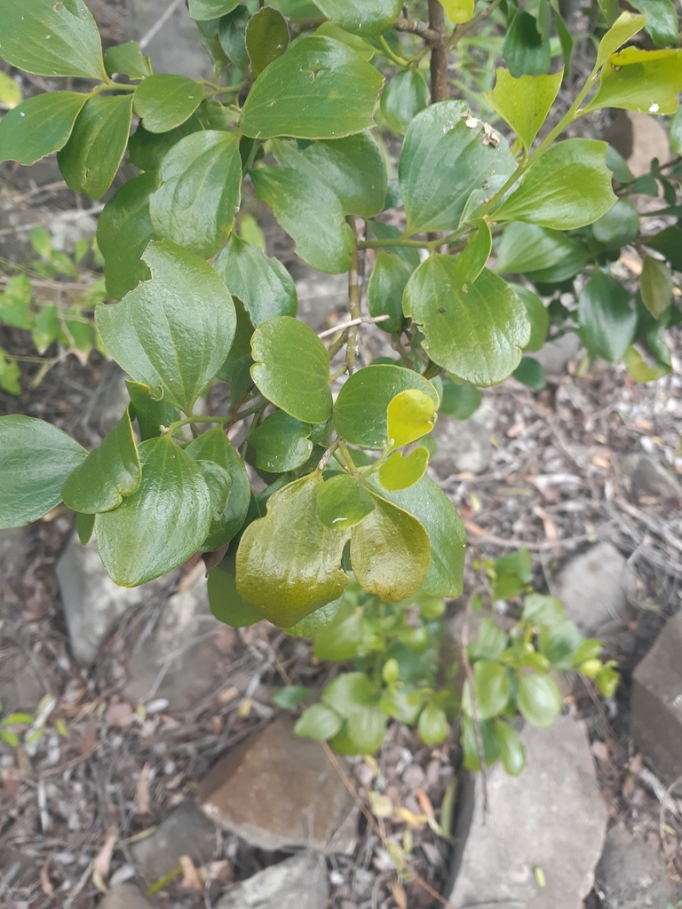 Broad Leaved Native Cherry from Thangool QLD 4716, Australia on August ...