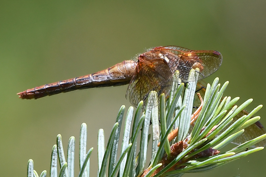 Red-veined Meadowhawk from Island County, WA, USA on August 21, 2022 at ...