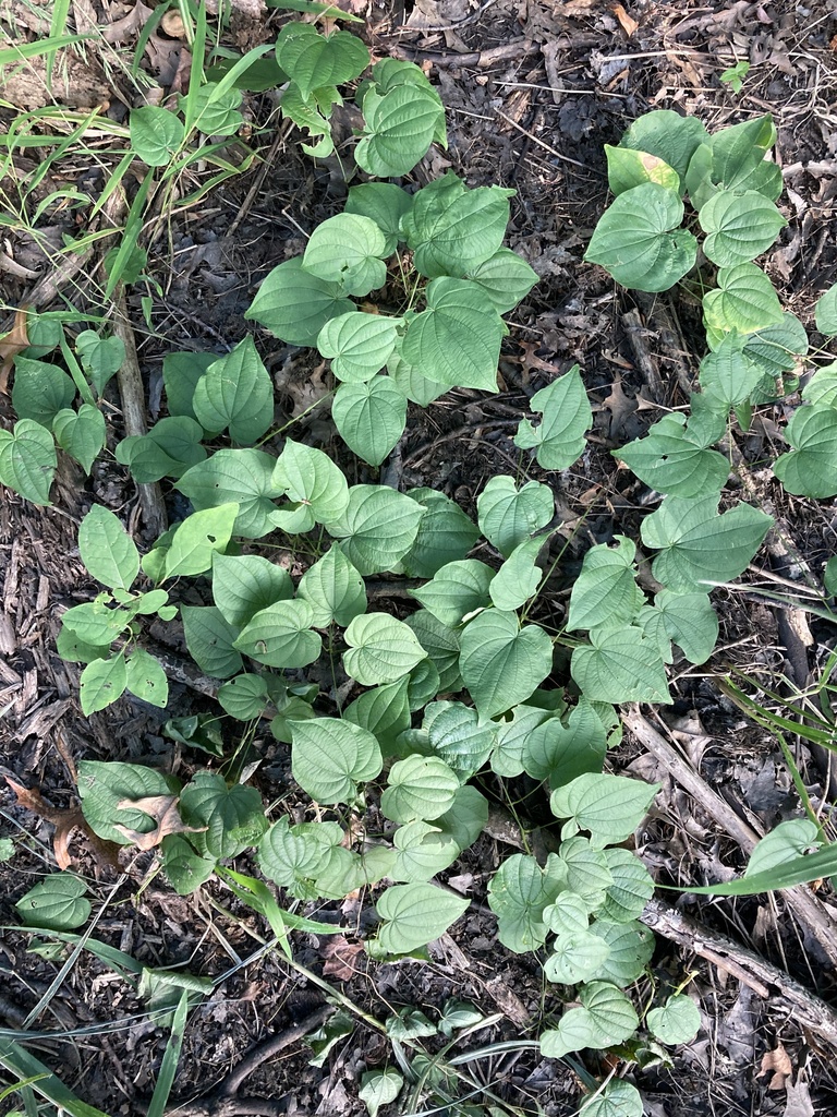 Cinnamon vines from Indiana Dunes National Park, Chesterton, IN, US on ...