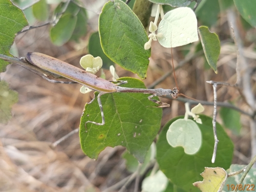 Pseudovates gracilicollis · iNaturalist Mexico