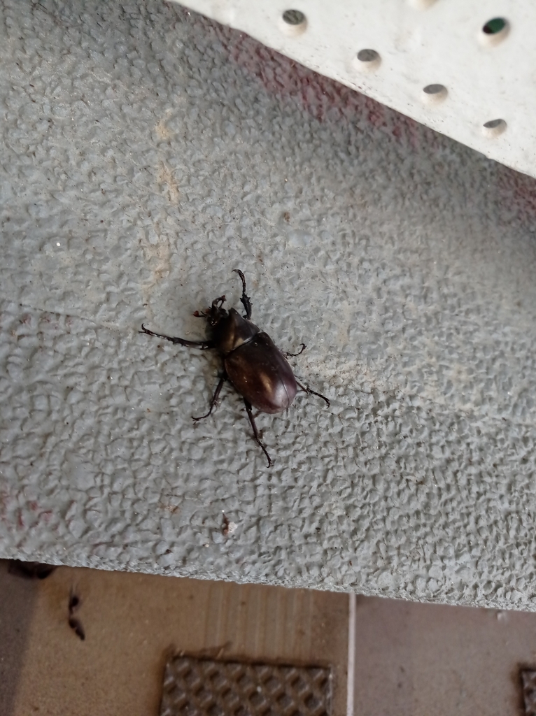 Xylotrupes socrates tonkinensis from Hong Kong, Ma Liu Shui, 港鐵大學站 on ...