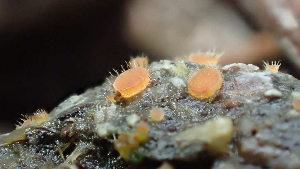 Cheilymenia from Surprise Bay TAS 7256, Australia on August 21, 2022 at ...