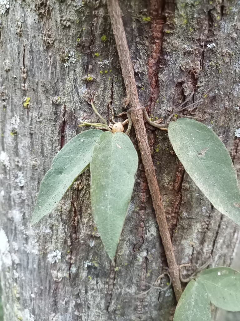 Catclaw vine from Mulgoa NSW 2745, Australia on August 22, 2022 at 04: ...