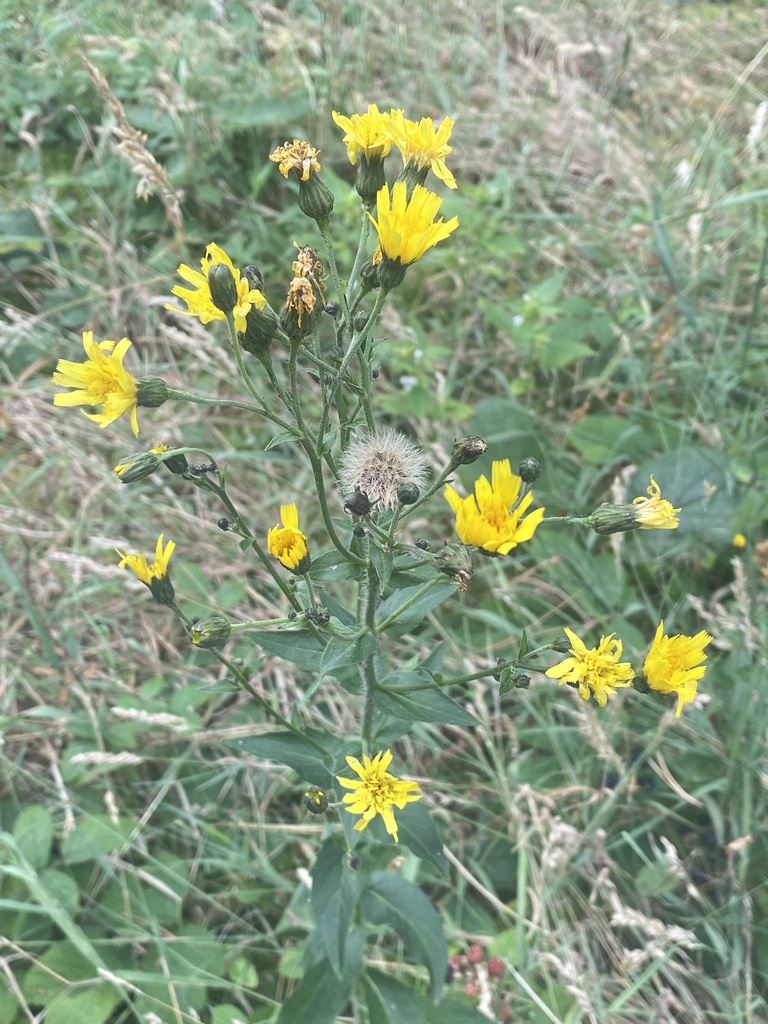 hawkweeds from Market Warsop, Mansfield, England, GB on August 22, 2022 ...