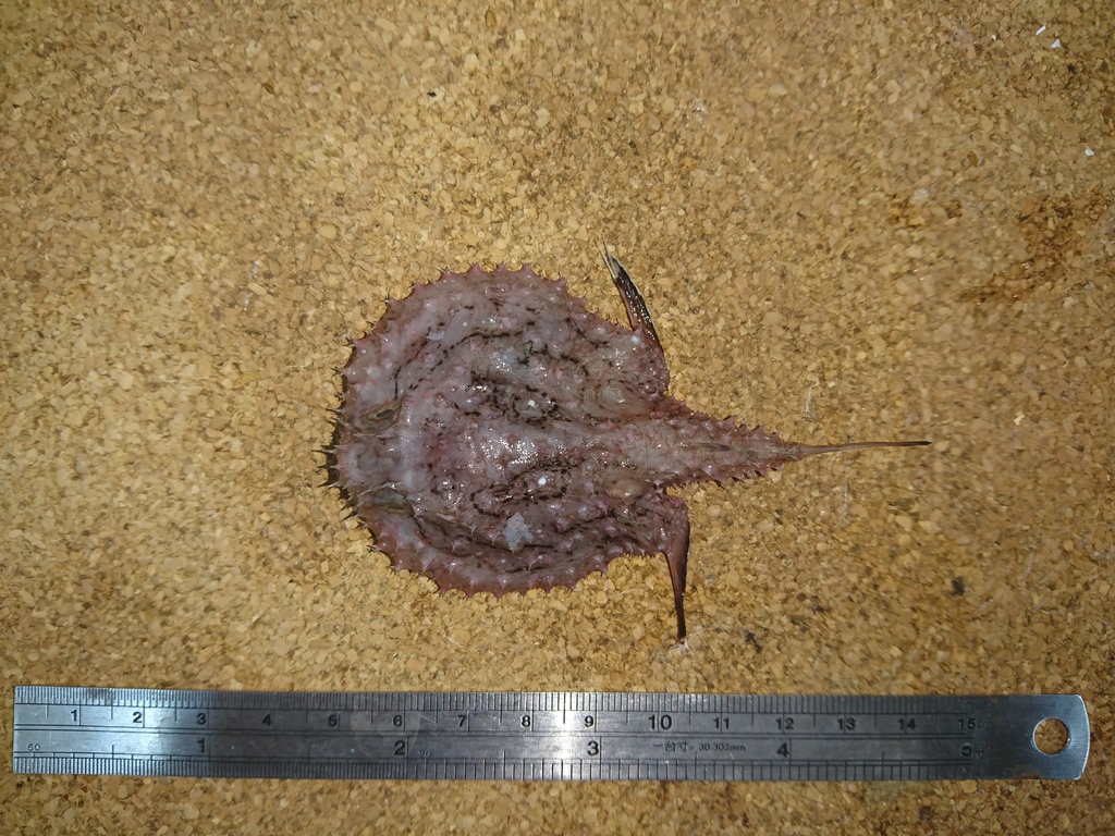 Starry Seabat from 826台灣高雄市梓官區漁港二路32號 on July 28, 2018 at 11:56 AM by ...