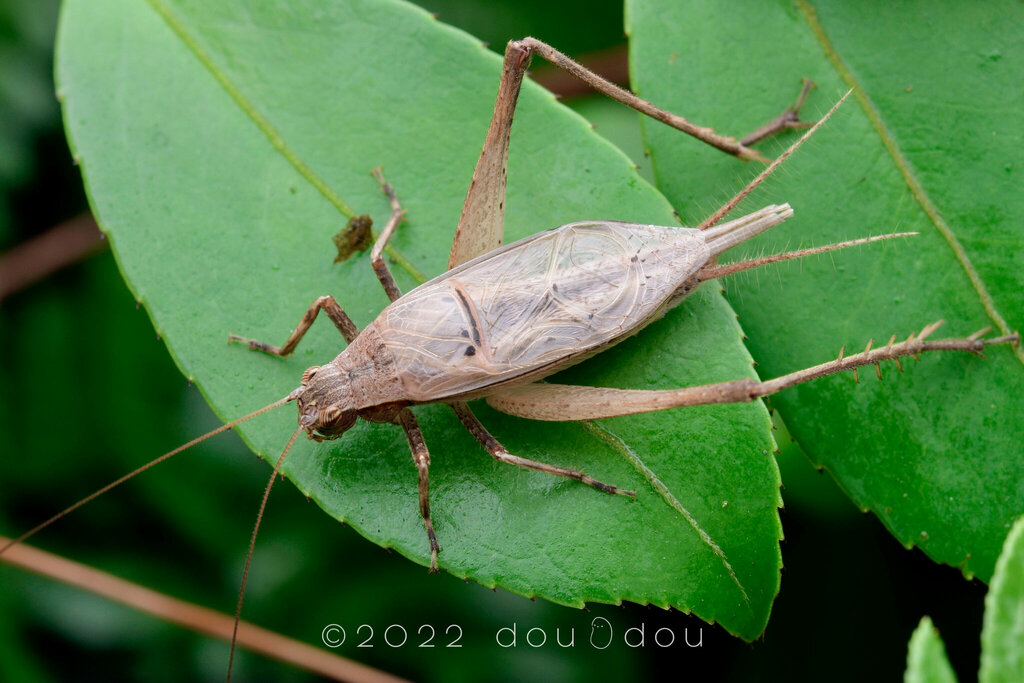 Japanese Pine Cricket from 中国江苏省南京市六合区横山 on August 20, 2022 at 08:12 PM ...