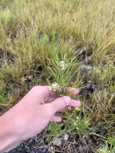 Observations by brdnrdr · iNaturalist