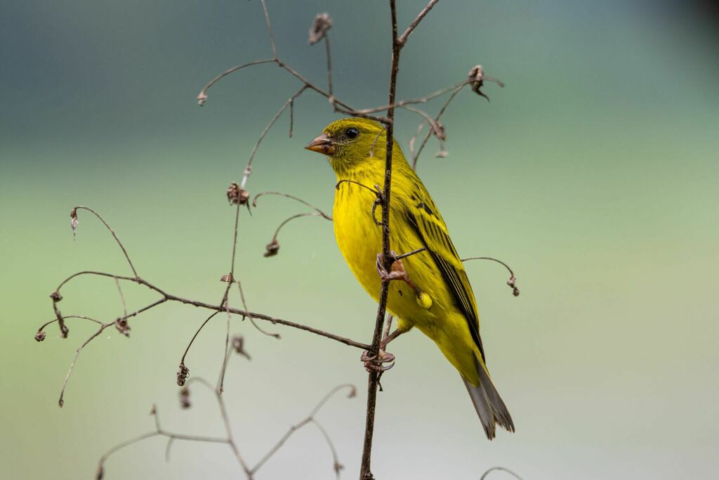 African Citril from Bahir Dar, Ethiopia on August 13, 2022 at 09:38 AM ...