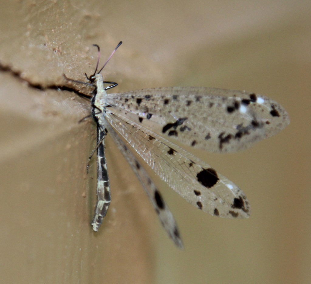 Eastern Spotted-winged Antlion from Fentress County, TN, USA on August ...