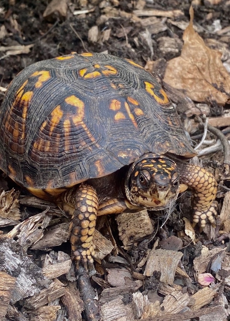 Common Box Turtle in August 2022 by Kayla Cooper · iNaturalist