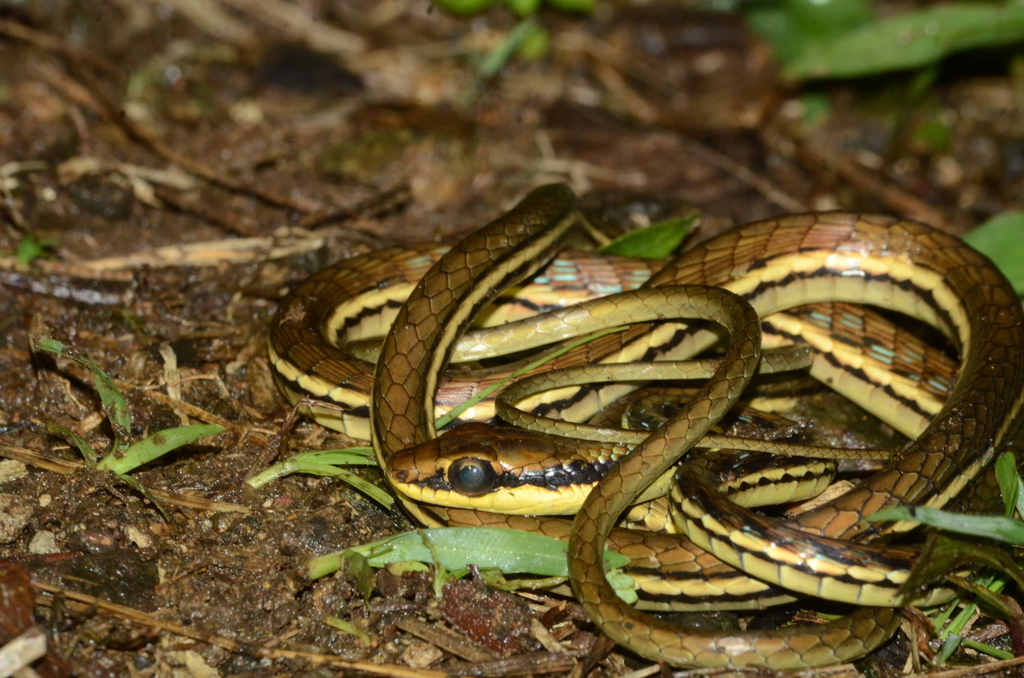 Painted Bronzeback from Bogor Regency, West Java, Indonesia on August ...