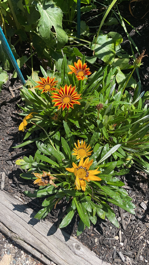 Treasure Flowers from Cumberland County, US-ME, US on August 19, 2022 ...