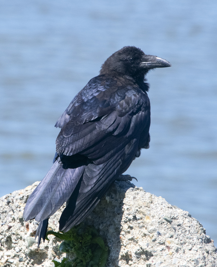 Common Raven from San Lorenzo, CA, USA on August 20, 2022 at 01:36 PM ...