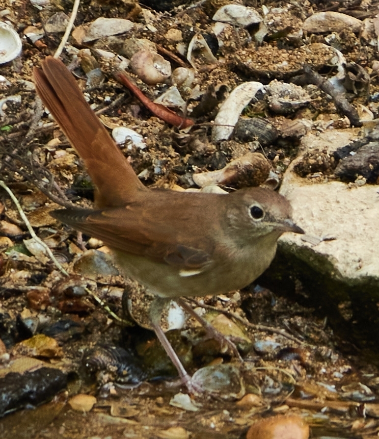 Common Nightingale from Faubourg-Raines, 21000 Dijon, France on August ...