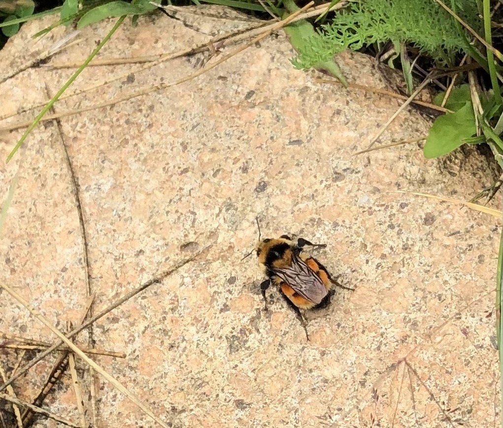 Hunt's Bumble Bee from NM-434, Angel Fire, NM, US on August 22, 2022 at ...