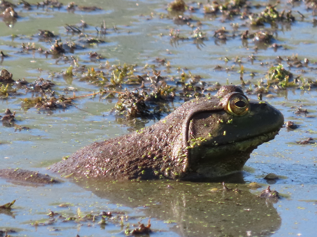 American Bullfrog from N 63rd St, Boulder, CO, US on August 22, 2022 at ...