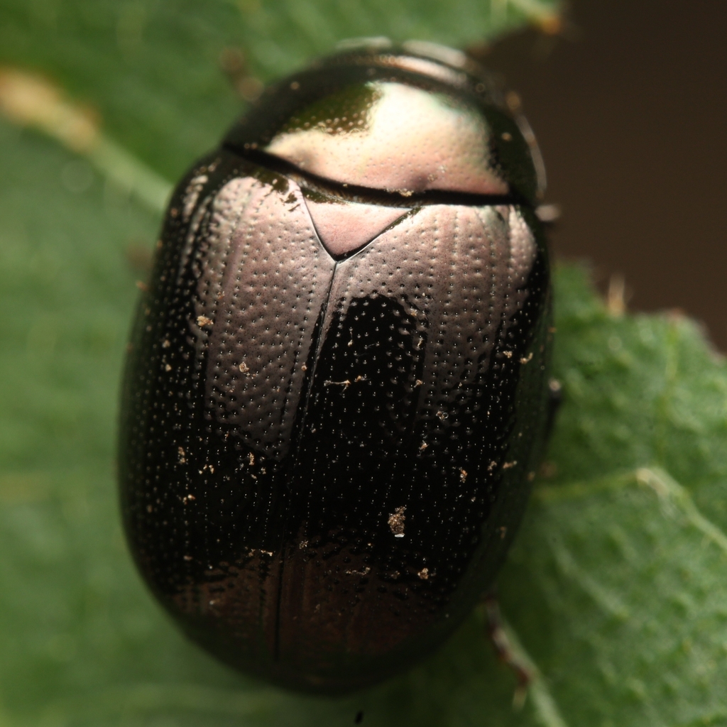 Apogonia splendida from 大潭 on August 21, 2022 at 08:50 PM by Chiu ...