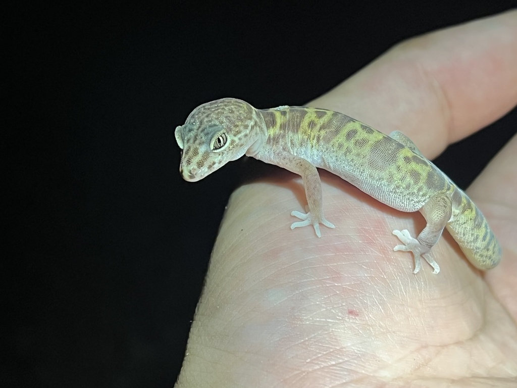 Baby Western Banded Gecko