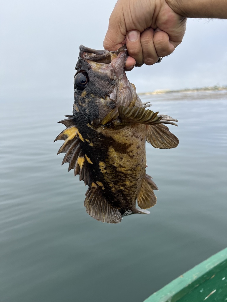 Black-and-Yellow Rockfish from North Pacific Ocean, Santa Cruz, CA, US ...