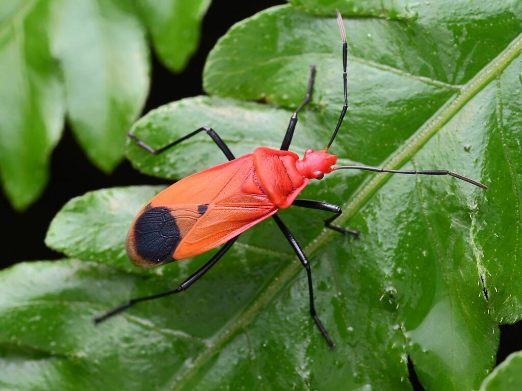 Dindymus sanguineus from 中国云南省西双版纳傣族自治州勐腊县 on August 22, 2022 at 10:58 ...