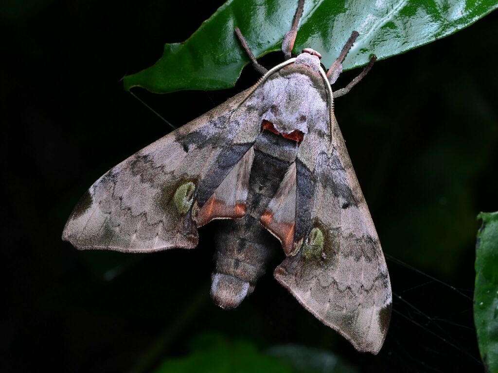 Durian Hawkmoth from 中国云南省西双版纳傣族自治州勐腊县 on August 22, 2022 at 11:11 PM ...