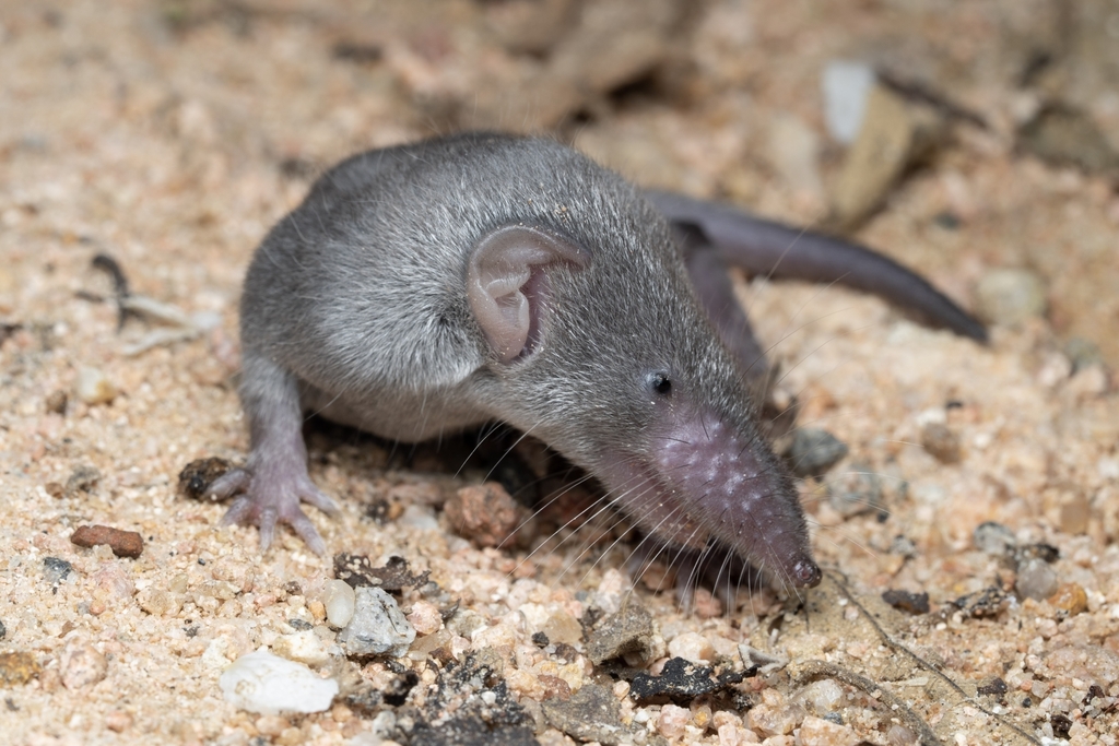 Suncus from Tumkur on August 15, 2022 at 10:41 AM by Manjunath S ...