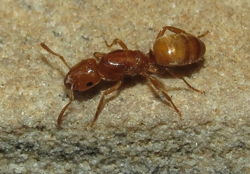 Lasius occidentalis · iNaturalist United Kingdom