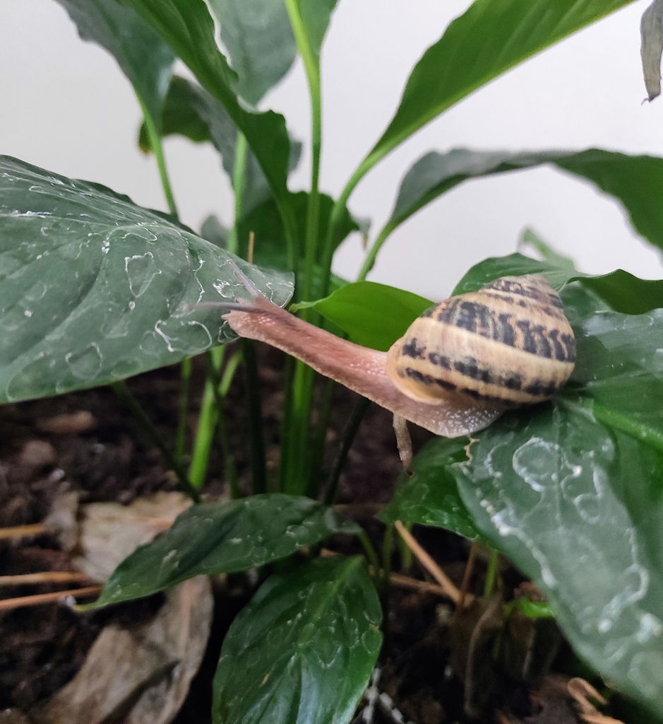 Garden Snail from Valle de Guadalupe, Jal., México on August 15, 2022 ...