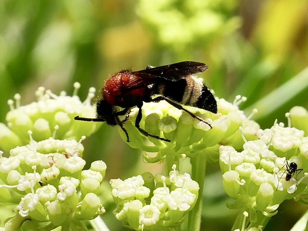 Smicromyrmini from Avia, Peloponnese, GR on August 22, 2022 at 12:02 PM ...