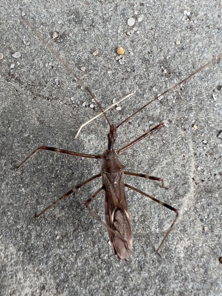 Four-spurred Assassin Bug from Cedar St, Lewes, DE, US on August 22 ...
