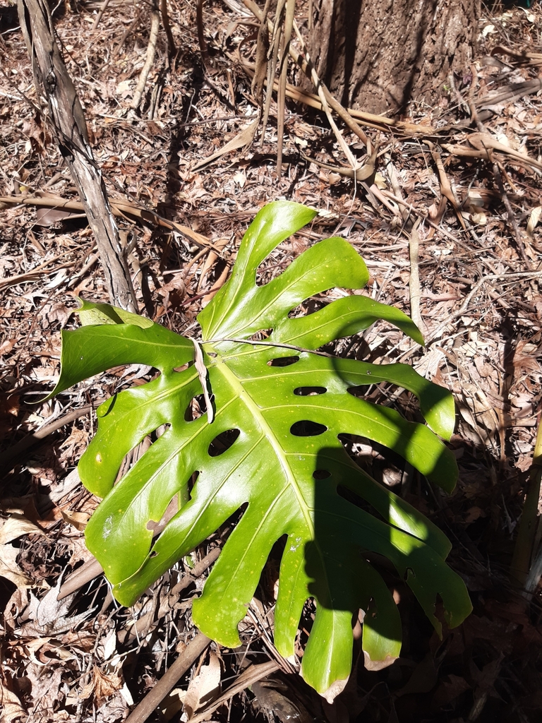 arum family by claudia bibiana · iNaturalist