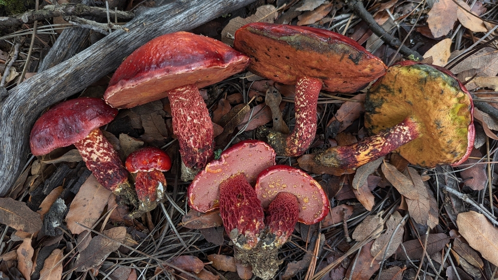 Frost's Bolete in August 2022 by Michelle C. Torres-Grant. Growing ...