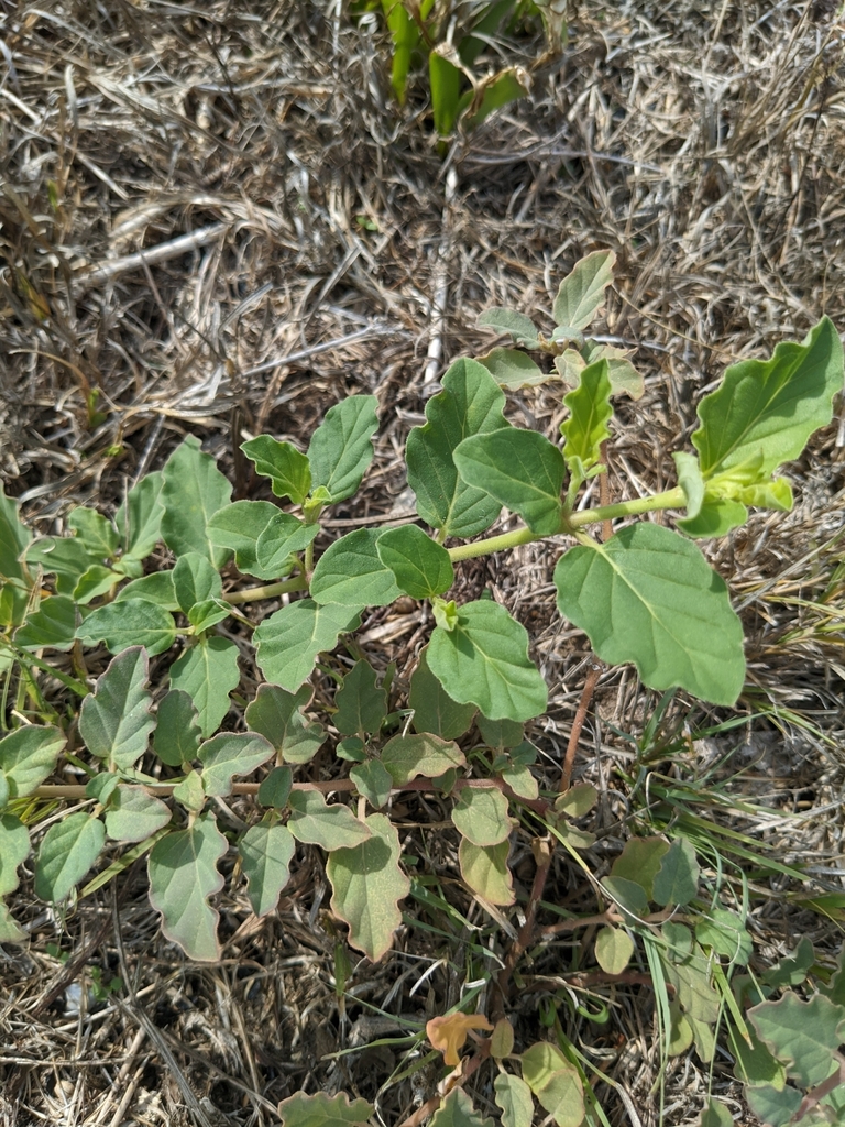 scarlet spiderling in August 2022 by atlasmira · iNaturalist