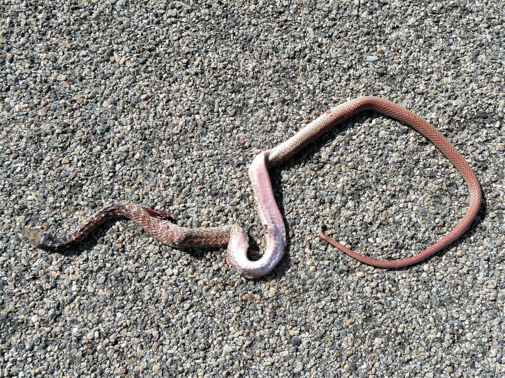 Red Coachwhip from Riverside County, CA, USA on August 20, 2022 at 09: ...