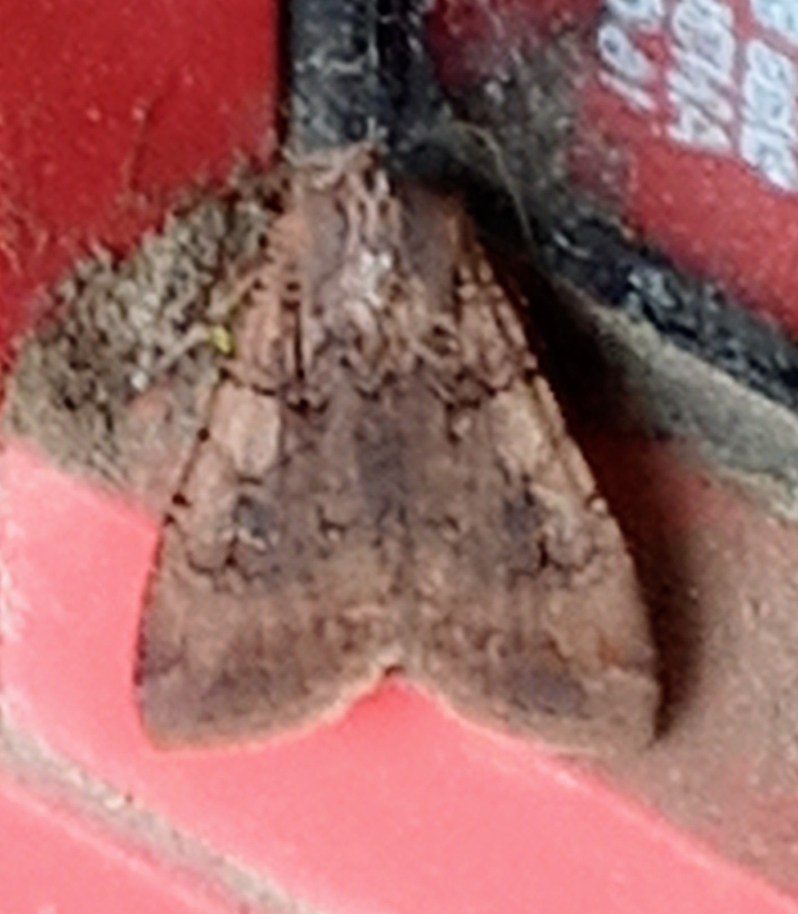 Variegated Cutworm Moth from Staten Island, NY 10314, USA on August 22 ...