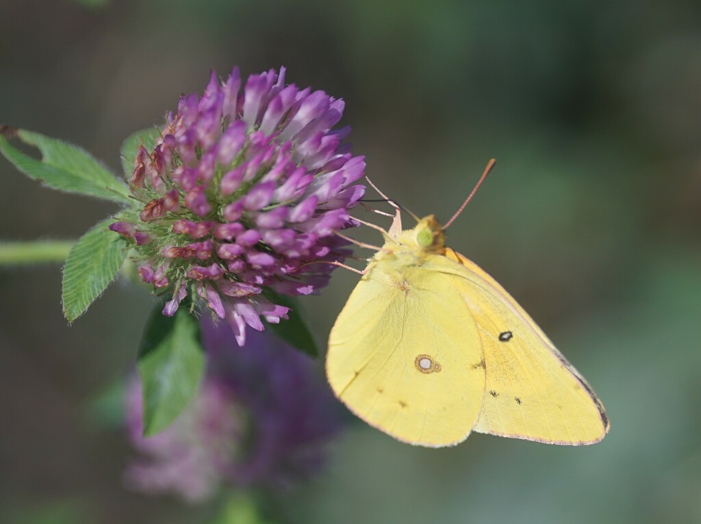 Orange Sulphur from Essex County, ON, Canada on August 22, 2022 at 01: ...