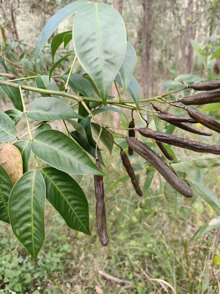 Arsenic Bush from Mundoolun QLD 4285, Australia on August 23, 2022 at ...