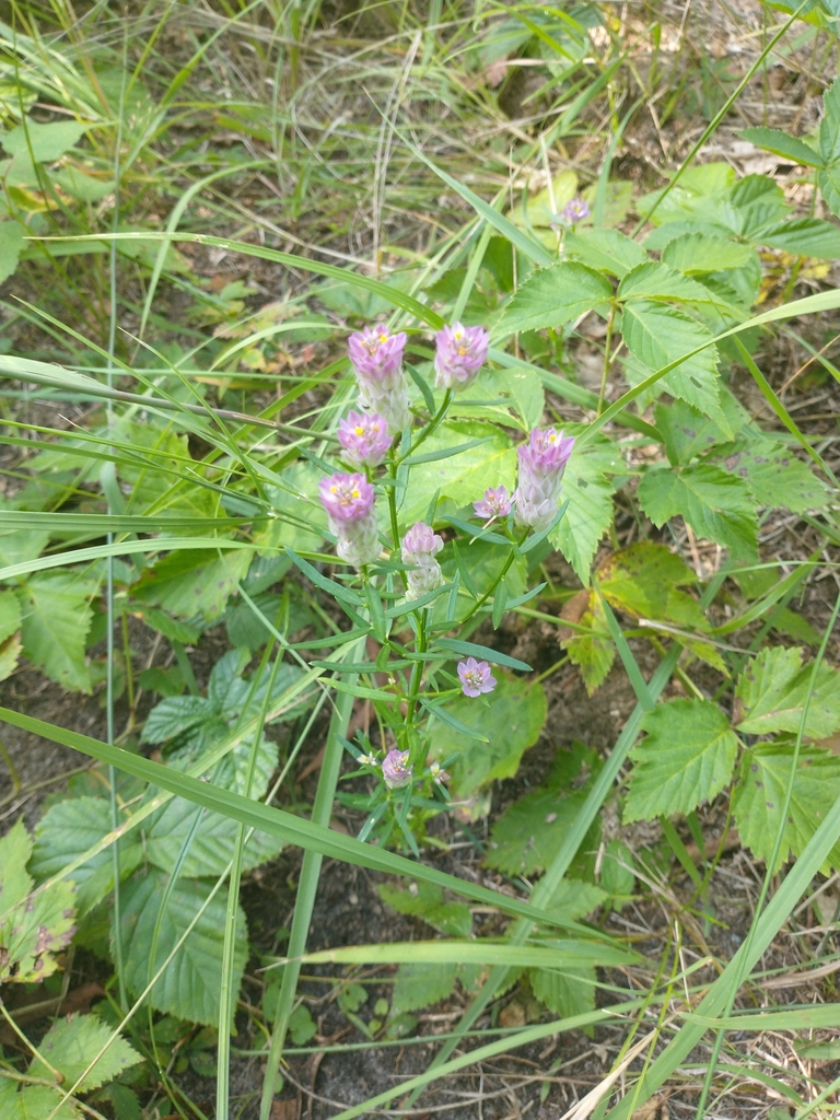 field milkwort from CEDAR E BETHL, MN 55011, USA on August 22, 2022 at ...