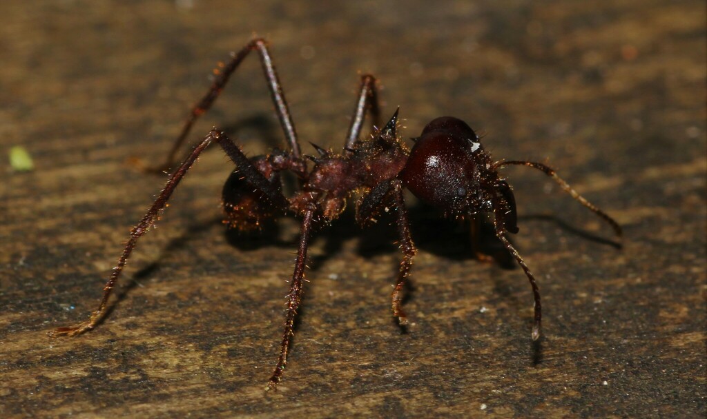 Chicatana Leafcutter Ant from Tepic, Nay., México on August 21, 2022 at ...
