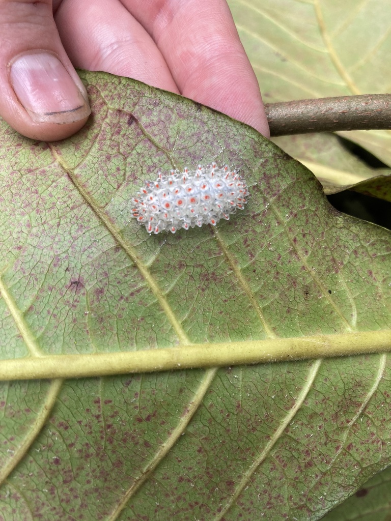 Jewel Caterpillar Moth from Calle Juntas, Alajuela, CR on July 18, 2022 ...